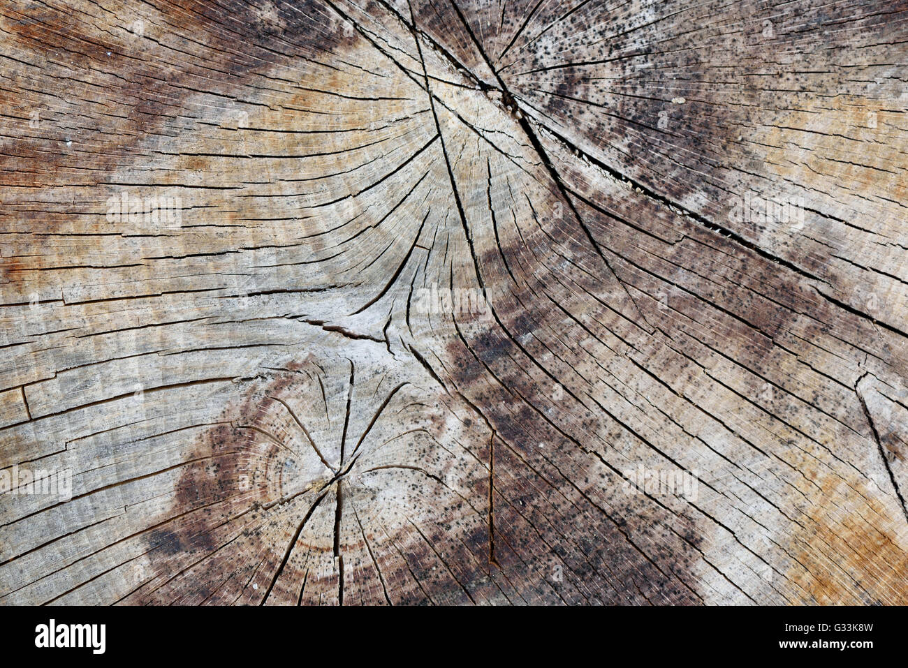 Abstract Background Texture Of Freshly Chainsaw Cut Wood Stock Photo ...