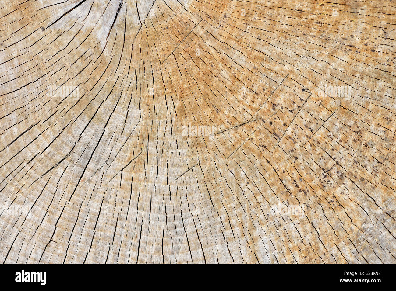 Abstract Background Texture Of Freshly Chainsaw Cut Wood Stock Photo ...