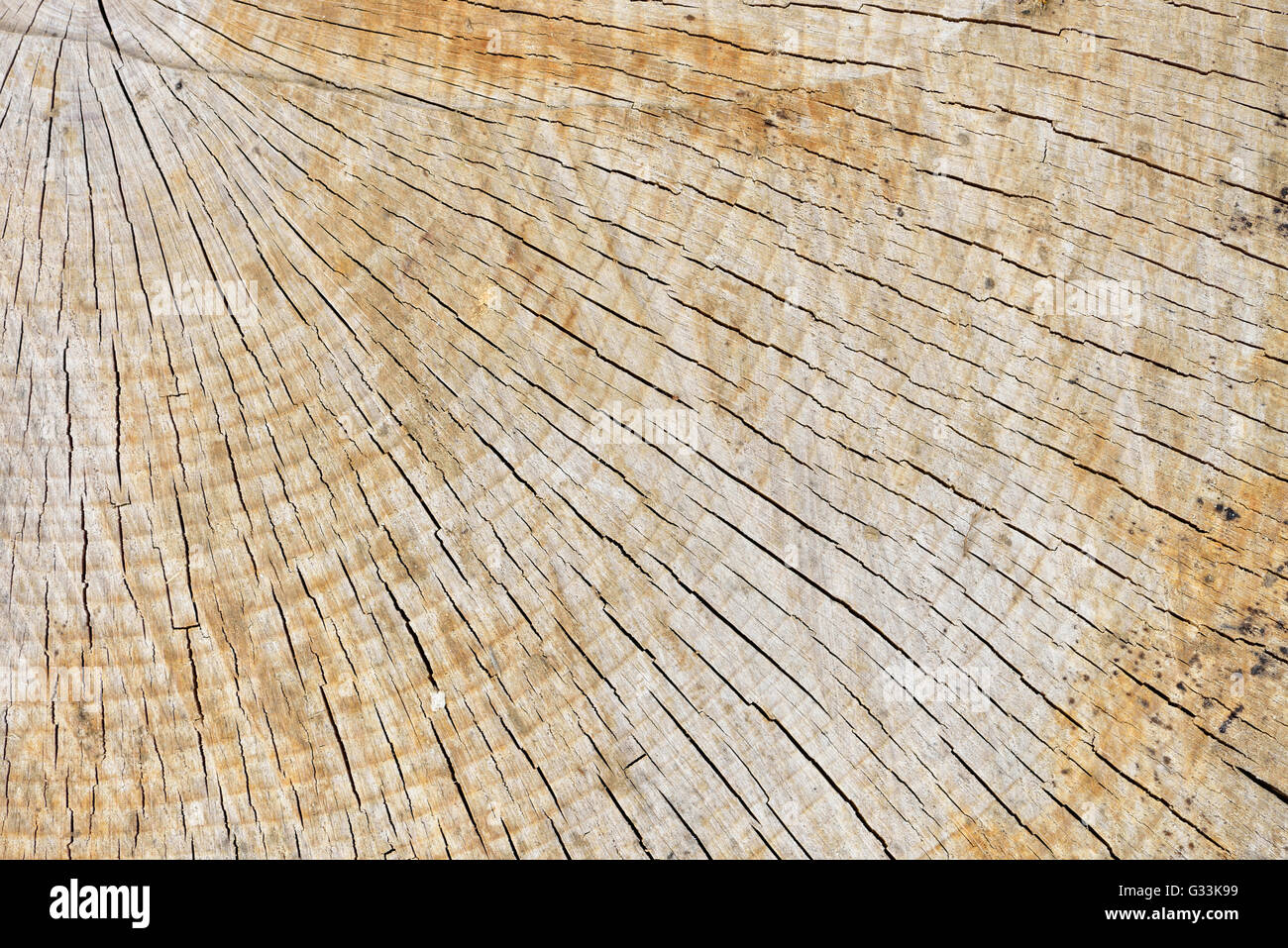 Abstract Background Texture Of Freshly Chainsaw Cut Wood Stock Photo ...