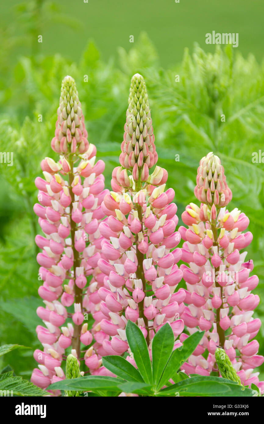 White three 3 blooms green hi-res stock photography and images - Alamy