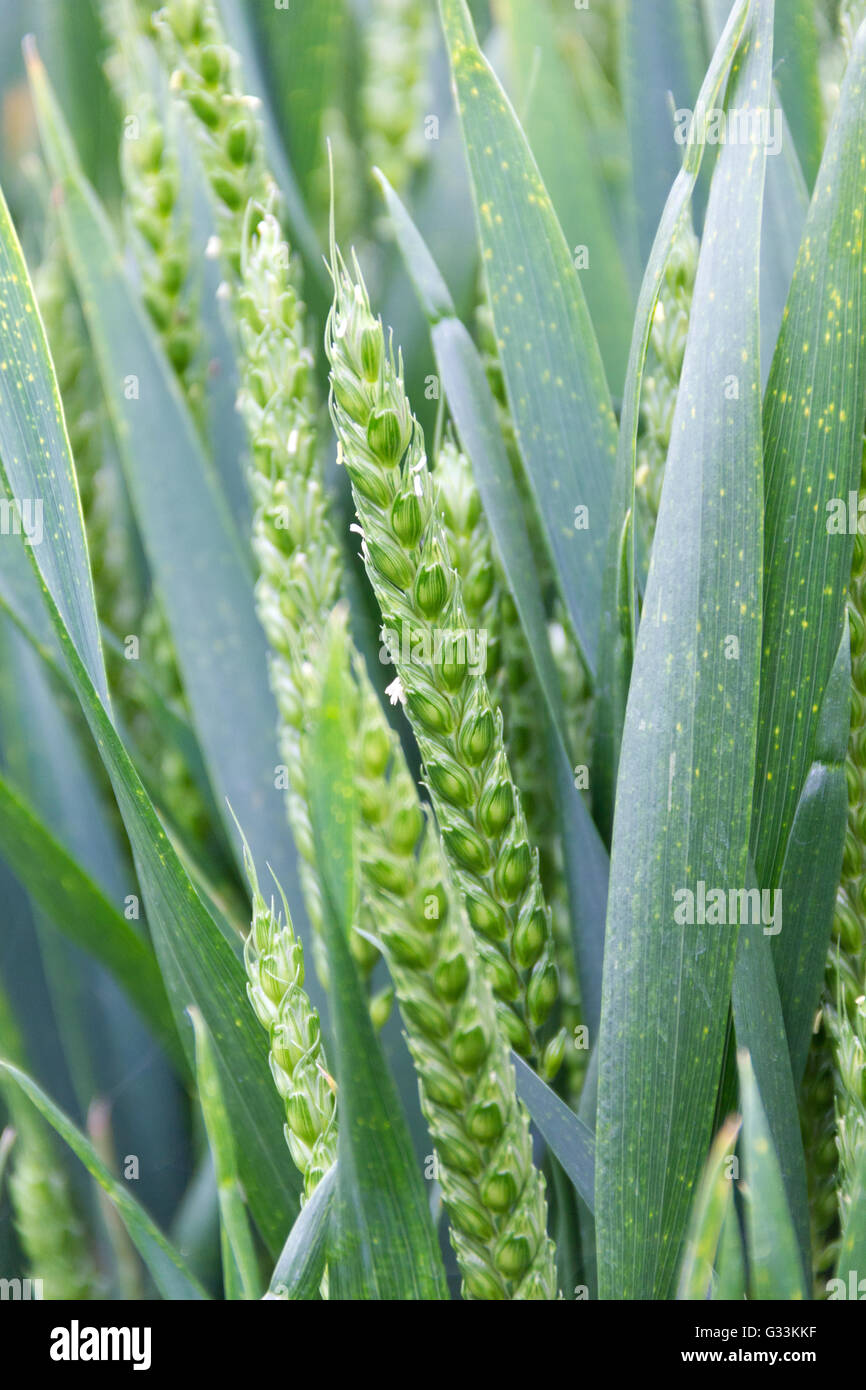 Cereal crop growing uk hi-res stock photography and images - Alamy