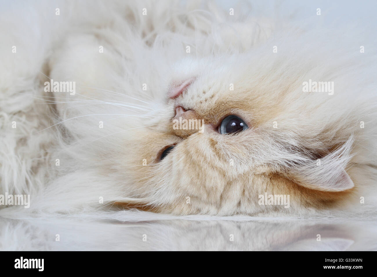 Persian Cat on a Sunday Stock Photo - Alamy