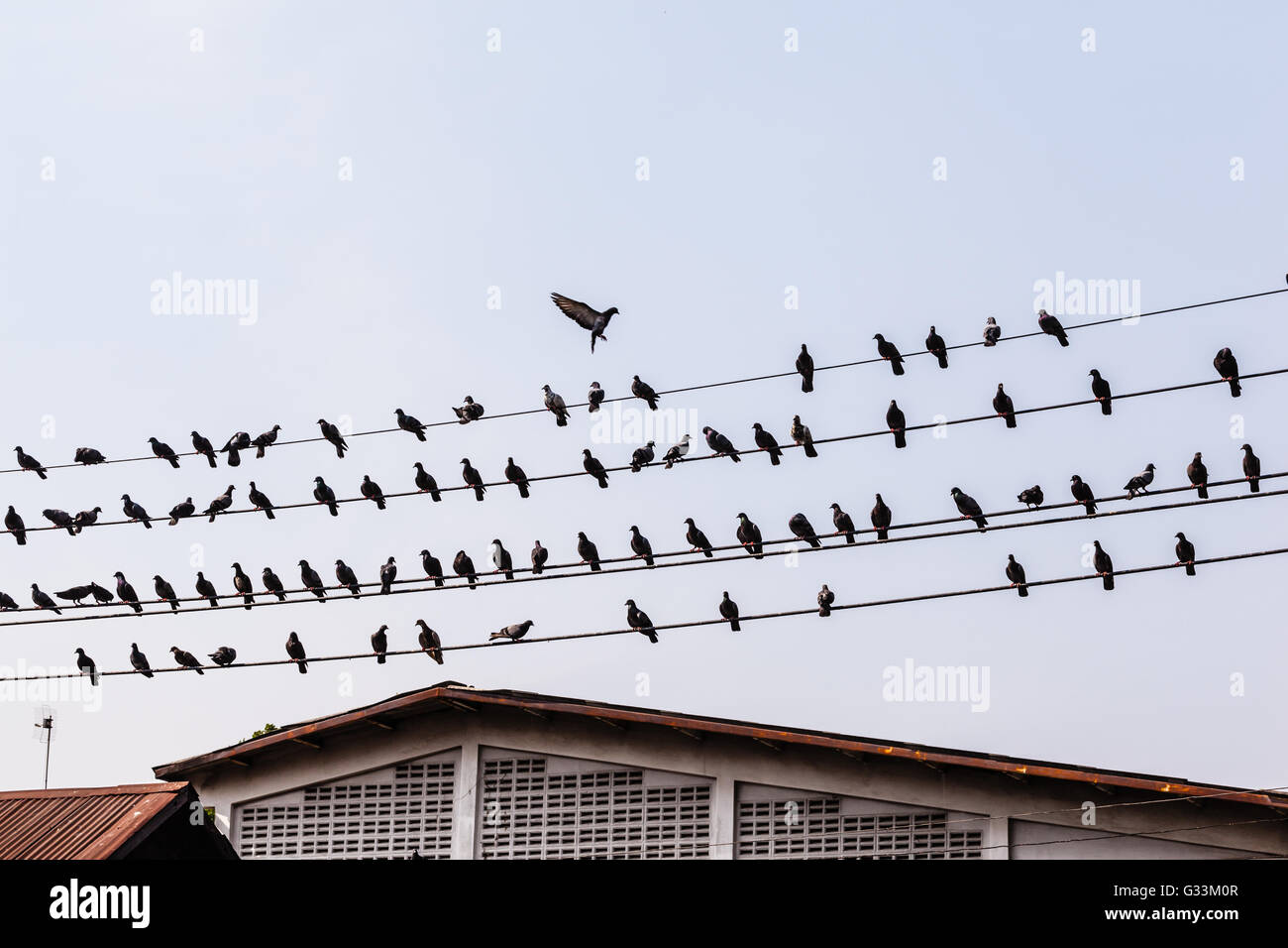 Pigeons telegraph wire pigeon hi-res stock photography and images - Alamy