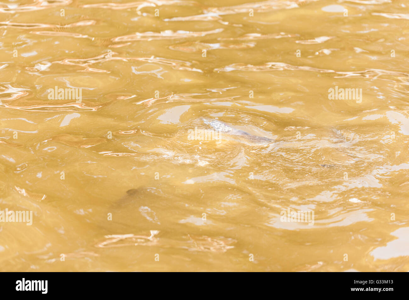 the muddy water surface of a dirty and polluted river Stock Photo - Alamy