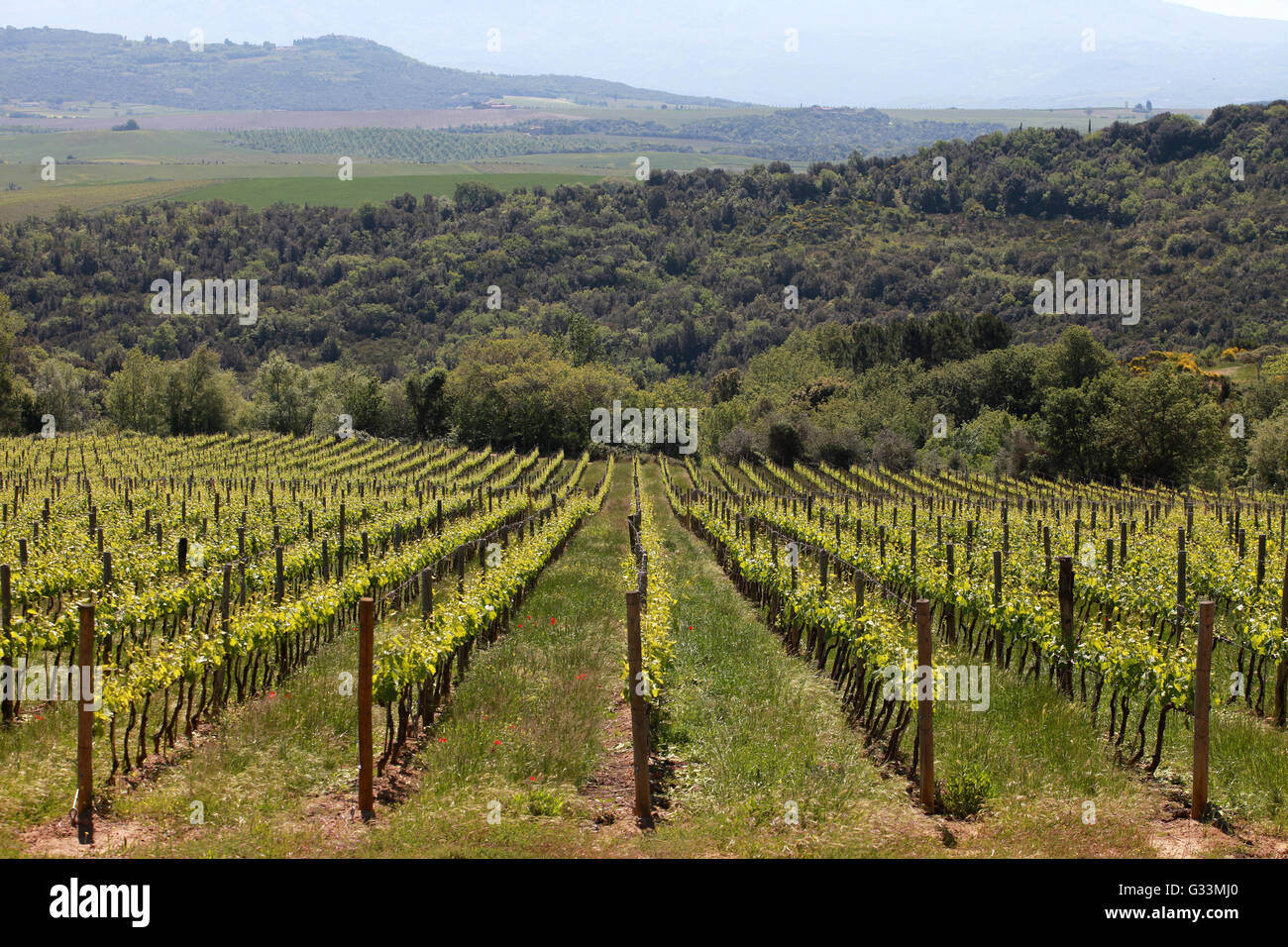 Tenuta Castelgiocondo dei Marchesi de Frescobaldi - Producers of ...