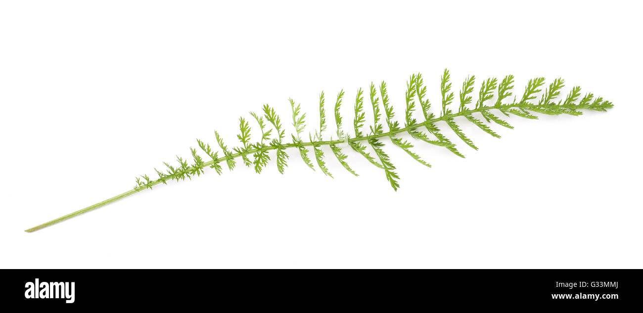 yarrow sprig (achillea millefolium) isolated on white background Stock ...