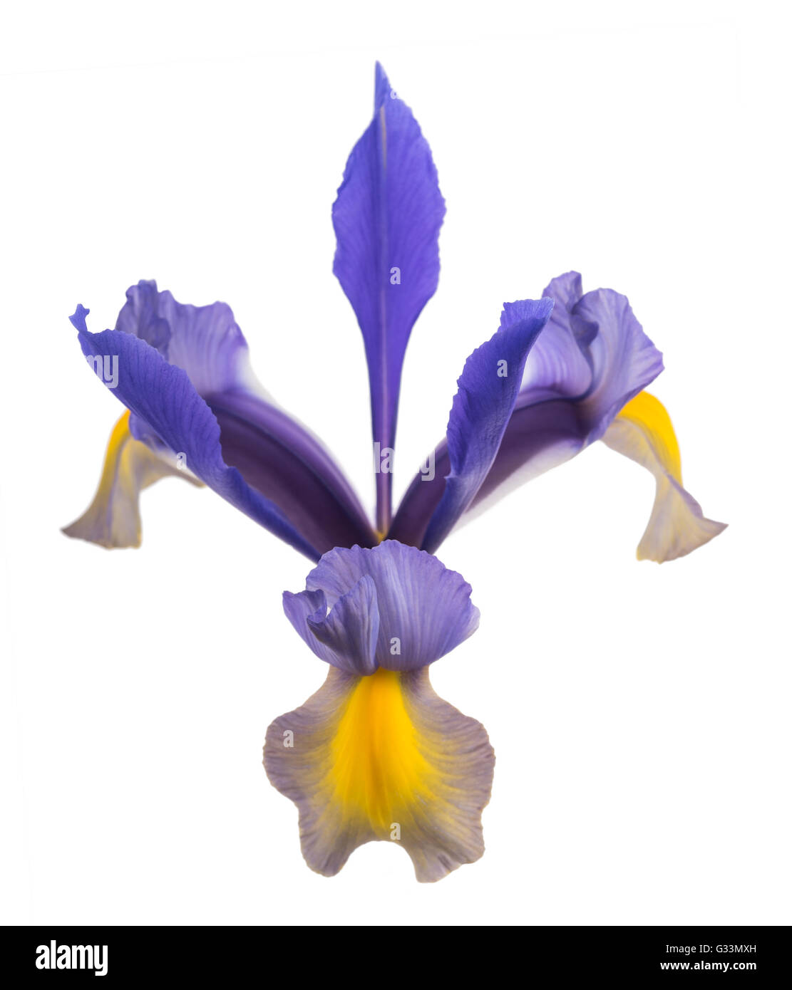 Iris flower isolated on Cut Out Stock Images & Pictures - Alamy