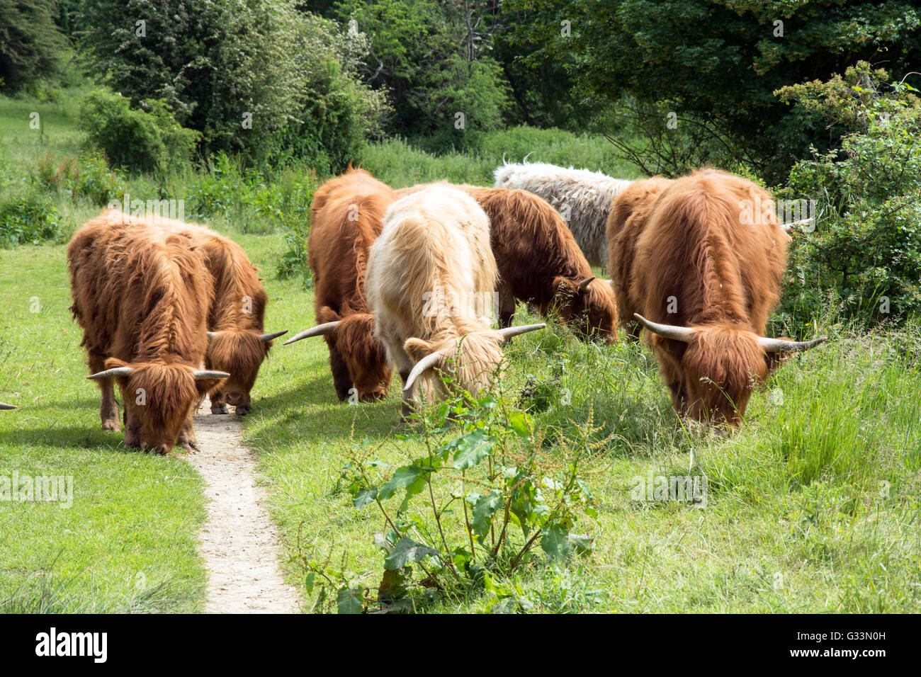 Highland cattle grazing Stock Photo - Alamy