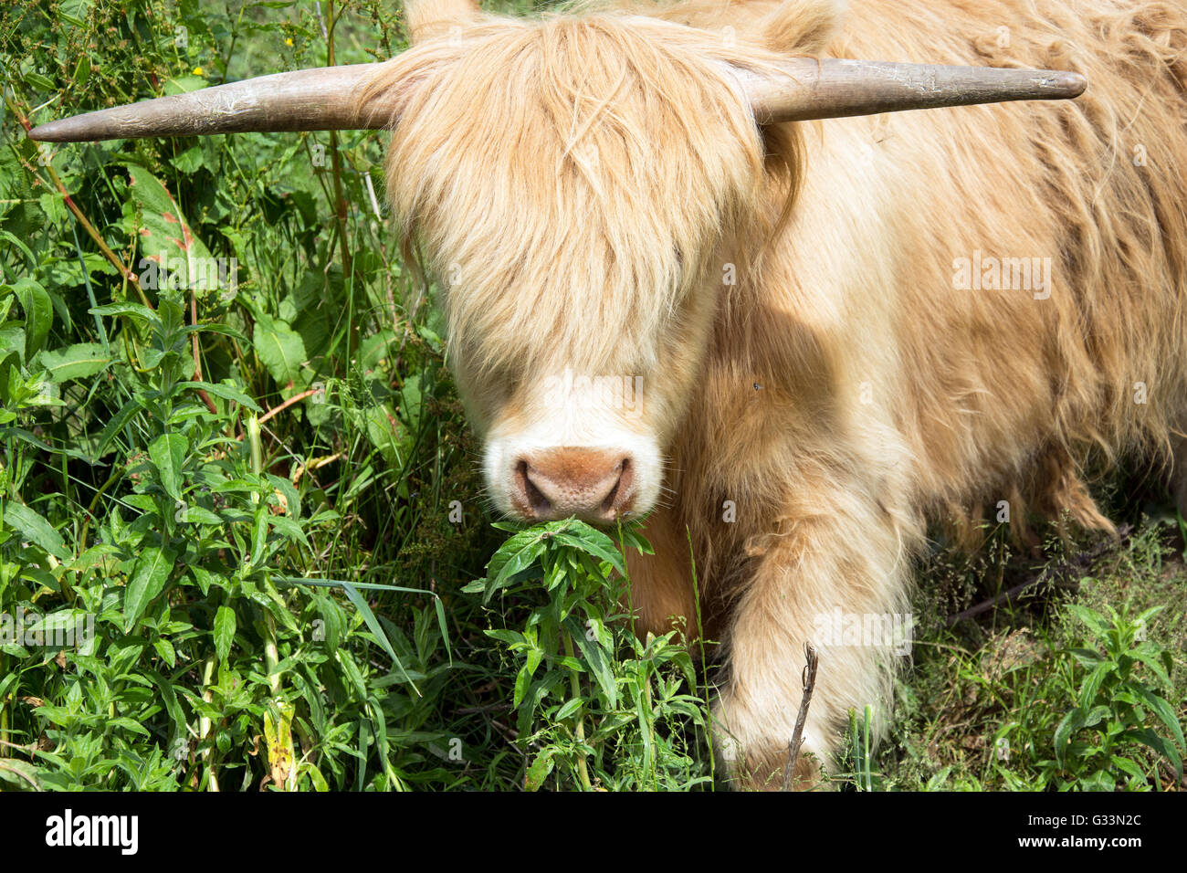 Highland cattle grazing Stock Photo - Alamy