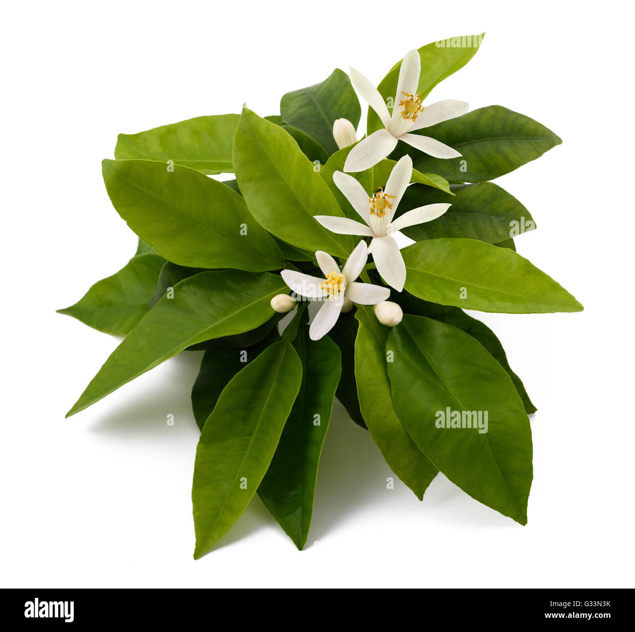 Lemon flowers branch with leaves isolated on white Stock Photo - Alamy