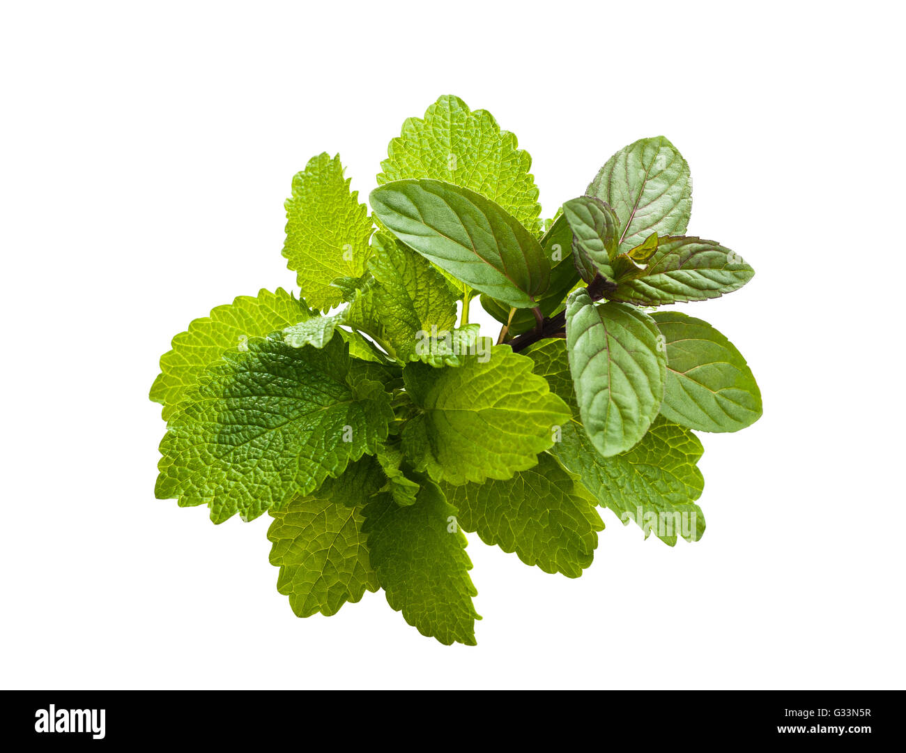 Lemon balm hi-res stock photography and images - Alamy