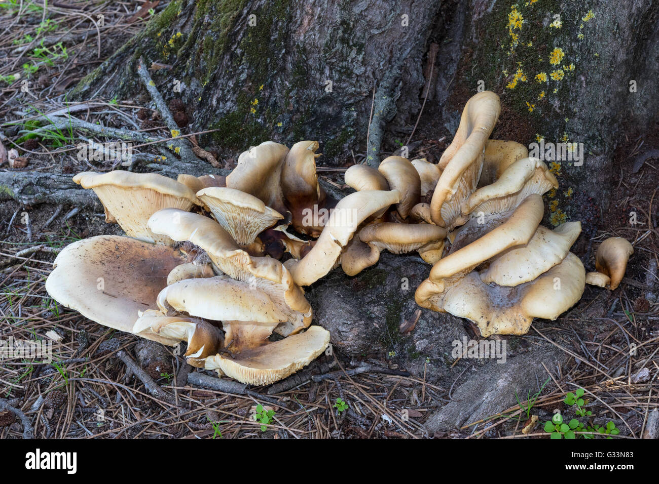Fungi in australia hi-res stock photography and images - Alamy