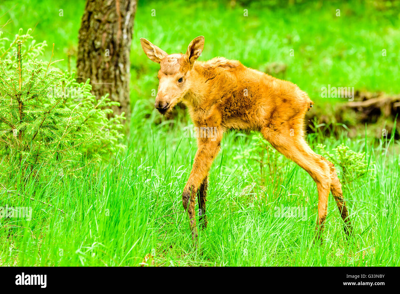 Moose (Alces alces), here a two day old calf with mud on its lower ...