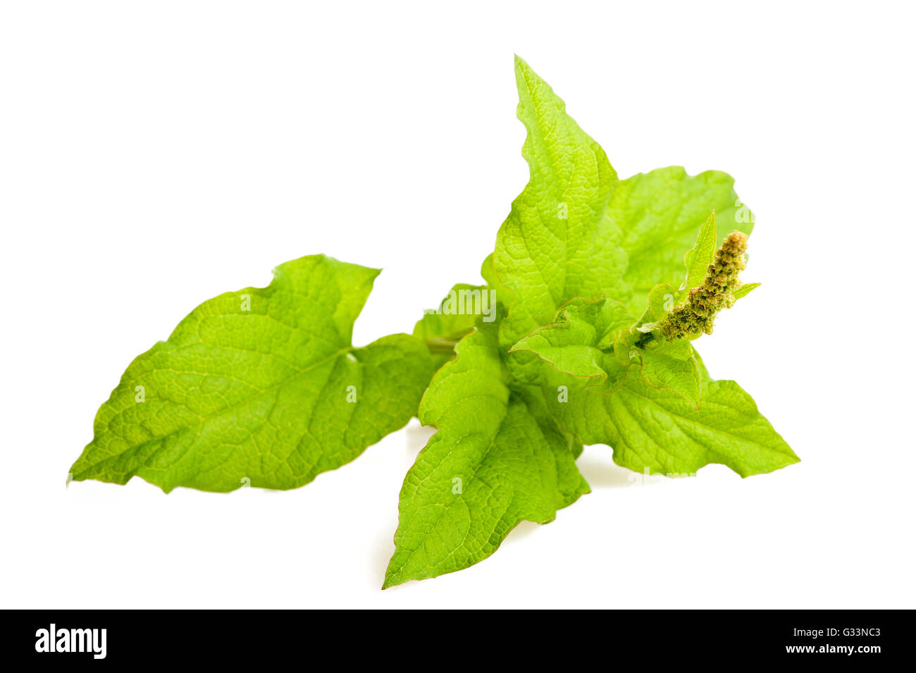 Wild spinach isolated on white Stock Photo - Alamy