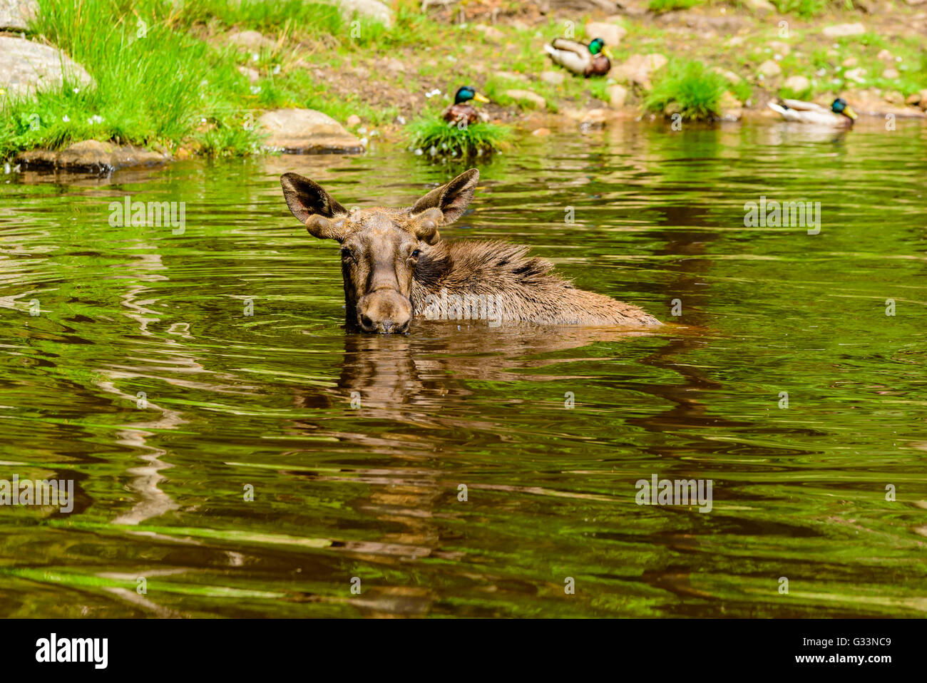 Wet boreal forest hi-res stock photography and images - Alamy