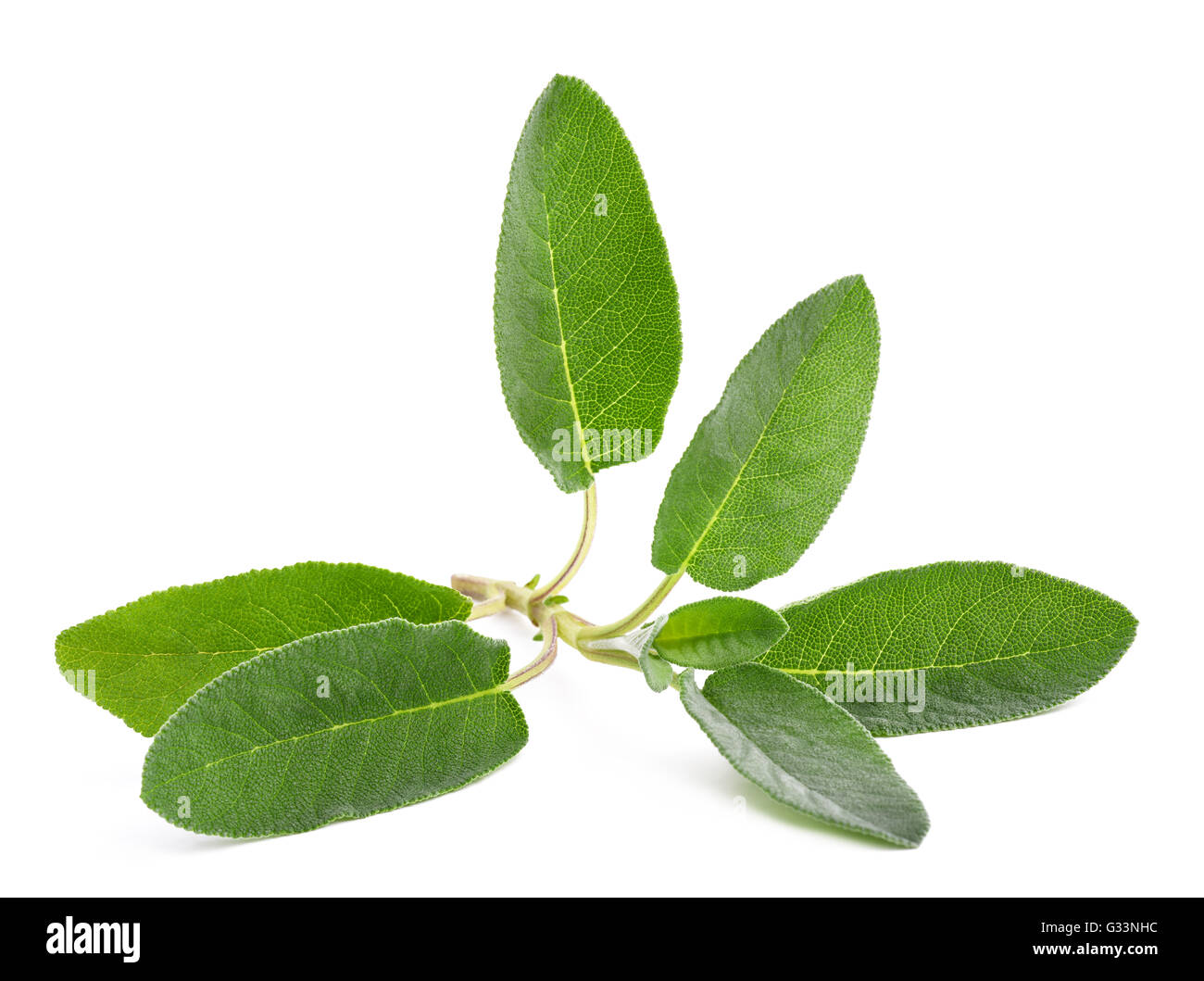 Sprig Fresh Sage Herb High Resolution Stock Photography and Images - Alamy