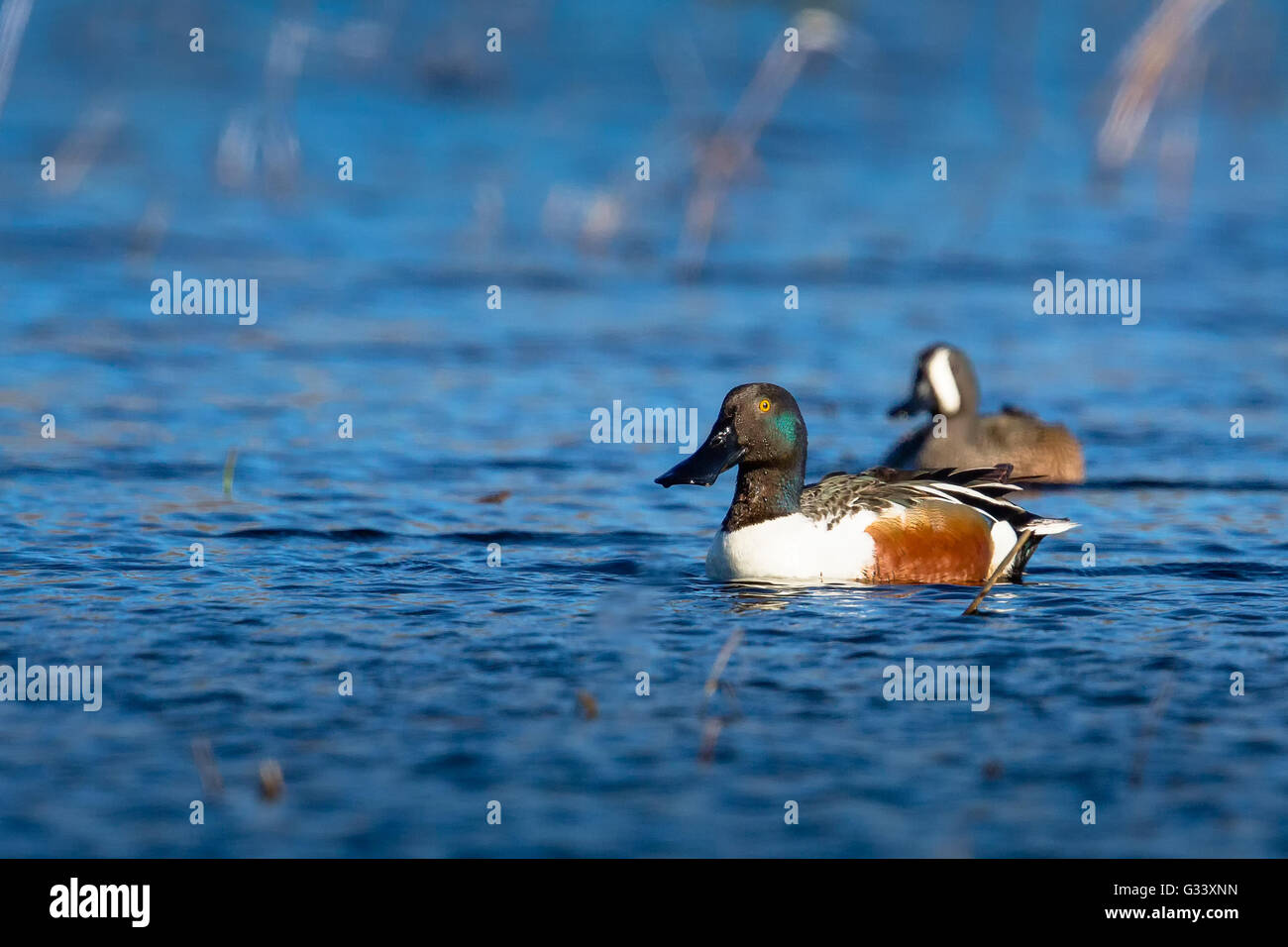 American shoveler hi-res stock photography and images - Alamy