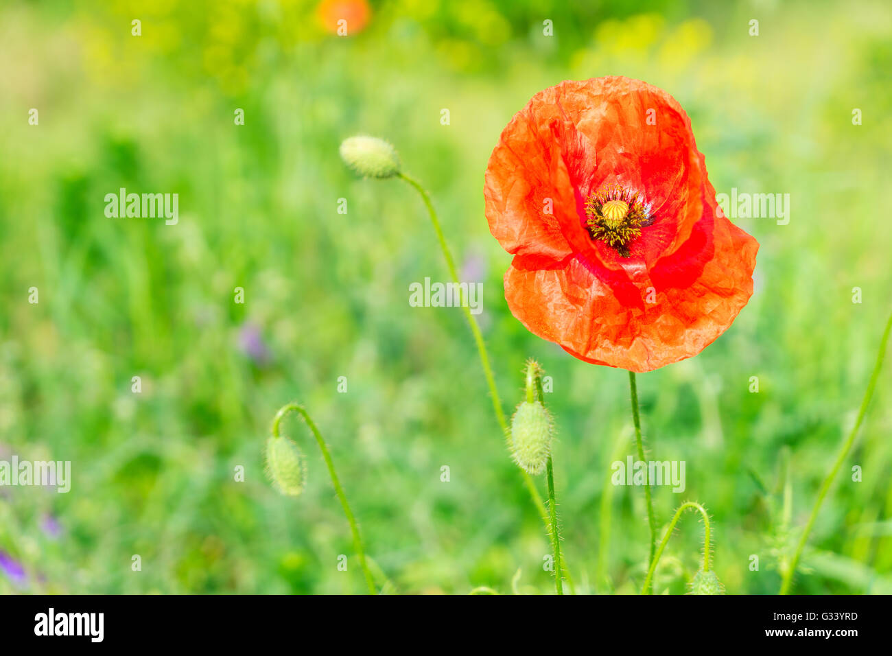 Poppy filed hi-res stock photography and images - Alamy