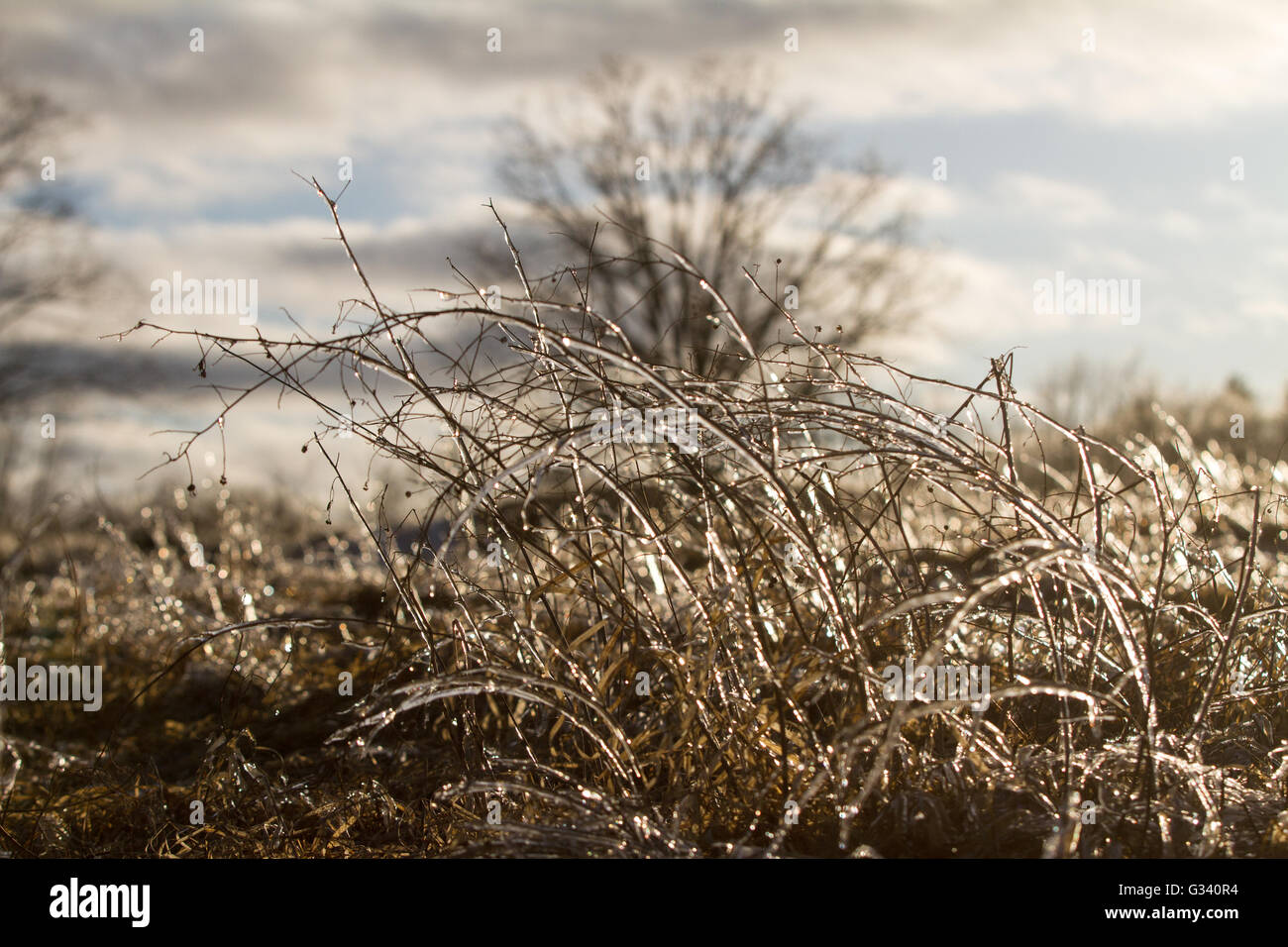Hay field with freezing rain during sunset Stock Photo - Alamy