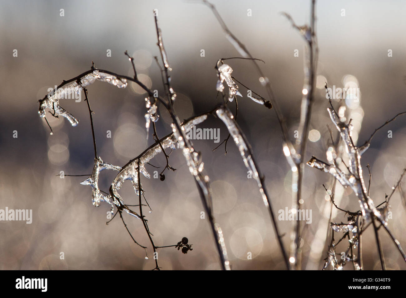 Hay field with freezing rain during sunset Stock Photo - Alamy