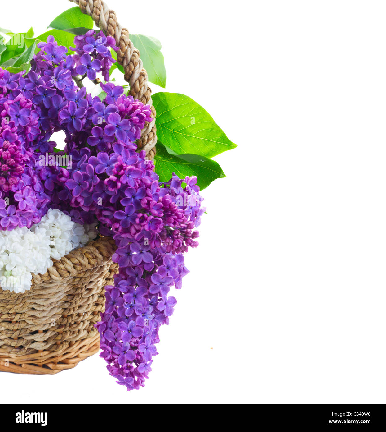 Bunch of fresh lilac Stock Photo - Alamy