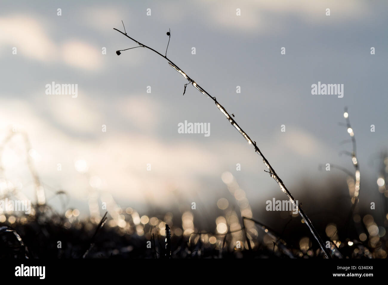 Hay field with freezing rain during sunset Stock Photo - Alamy