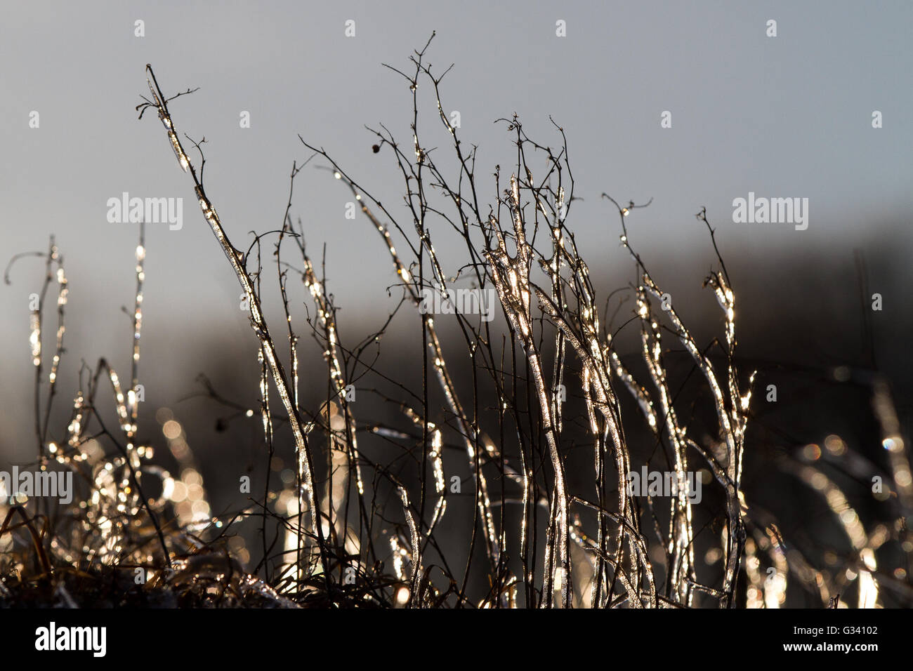Hay field with freezing rain during sunset Stock Photo - Alamy