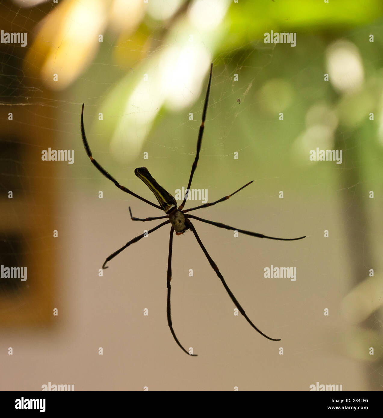 Female golden web spider Nephila pilipes Bali, Lombok , Indonesia Stock ...