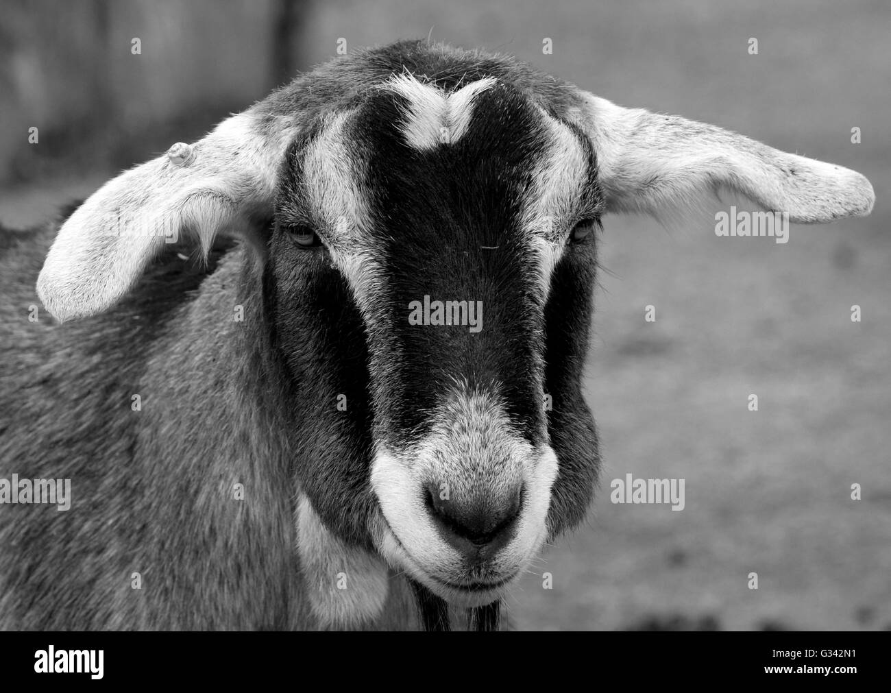 Black billy goat hi-res stock photography and images - Alamy