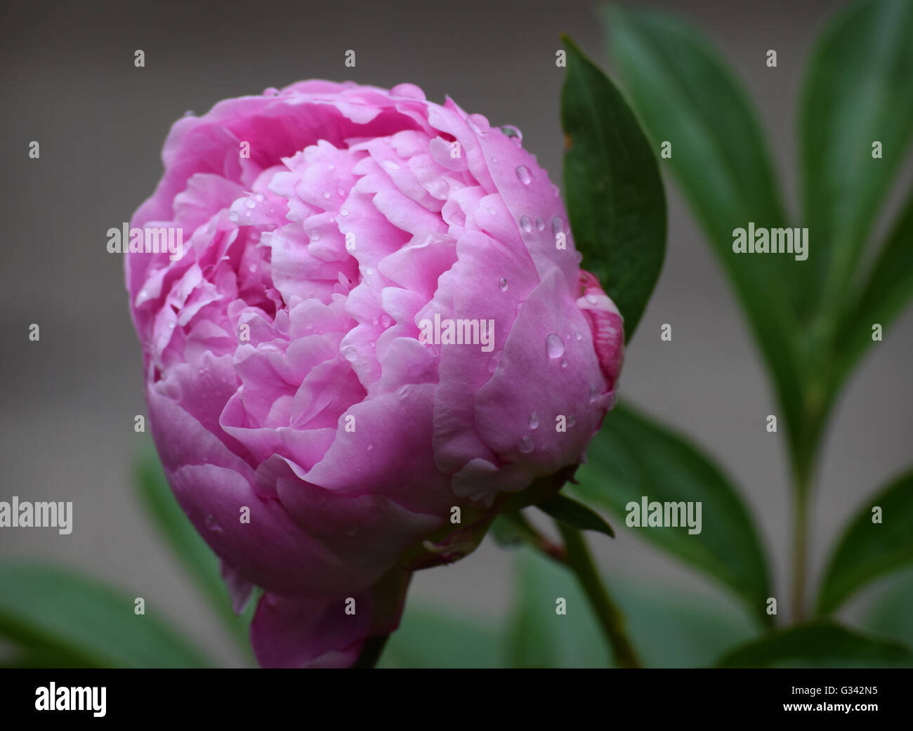 Blooming pink peony with water droplets Stock Photo - Alamy