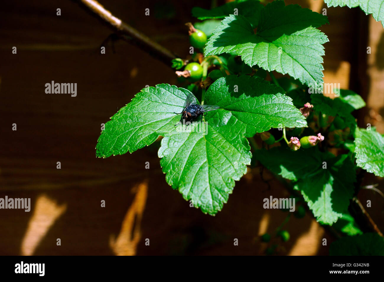 Calliphora vomitoria larvae hi-res stock photography and images - Alamy