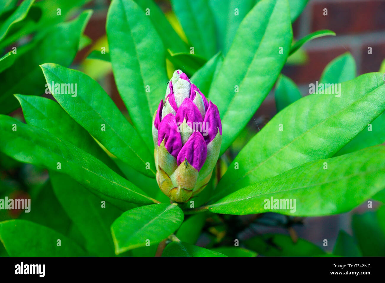 Yellow dwarf azalea hi-res stock photography and images - Alamy
