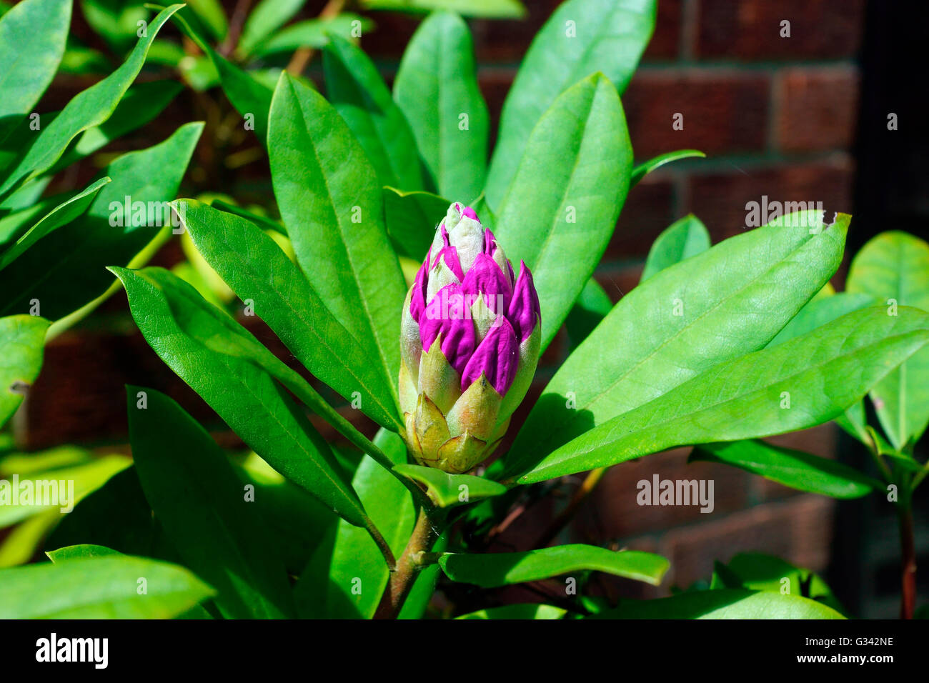Yellow dwarf azalea hi-res stock photography and images - Alamy