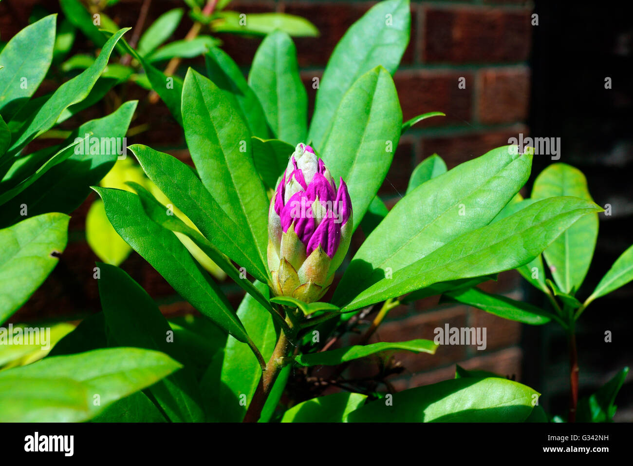Yellow dwarf azalea hi-res stock photography and images - Alamy