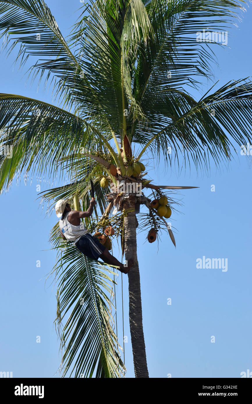 Man cutting palm tree leaves hi-res stock photography and images - Alamy