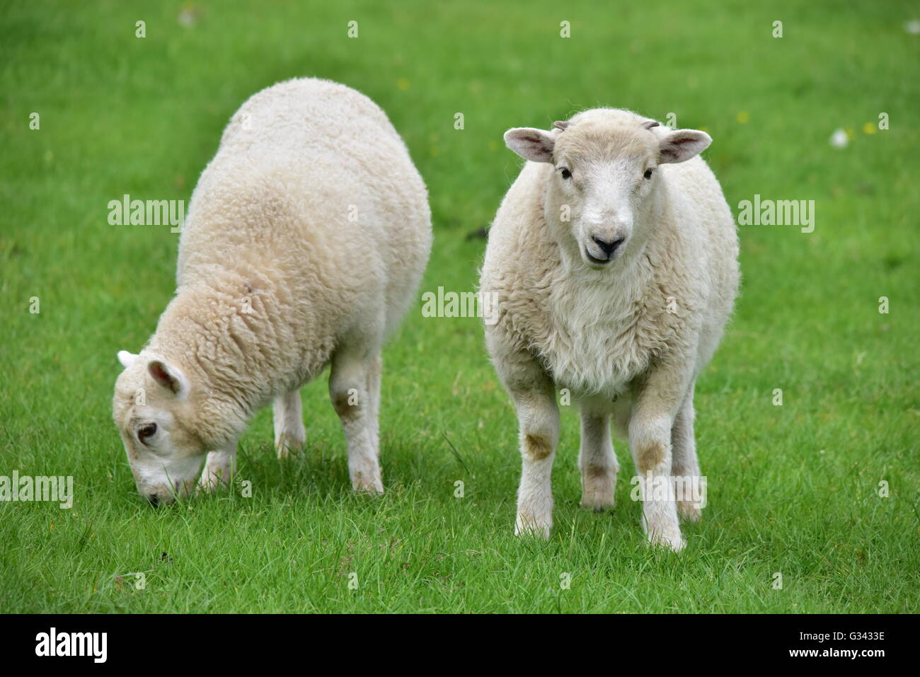 Two flocks hi-res stock photography and images - Alamy