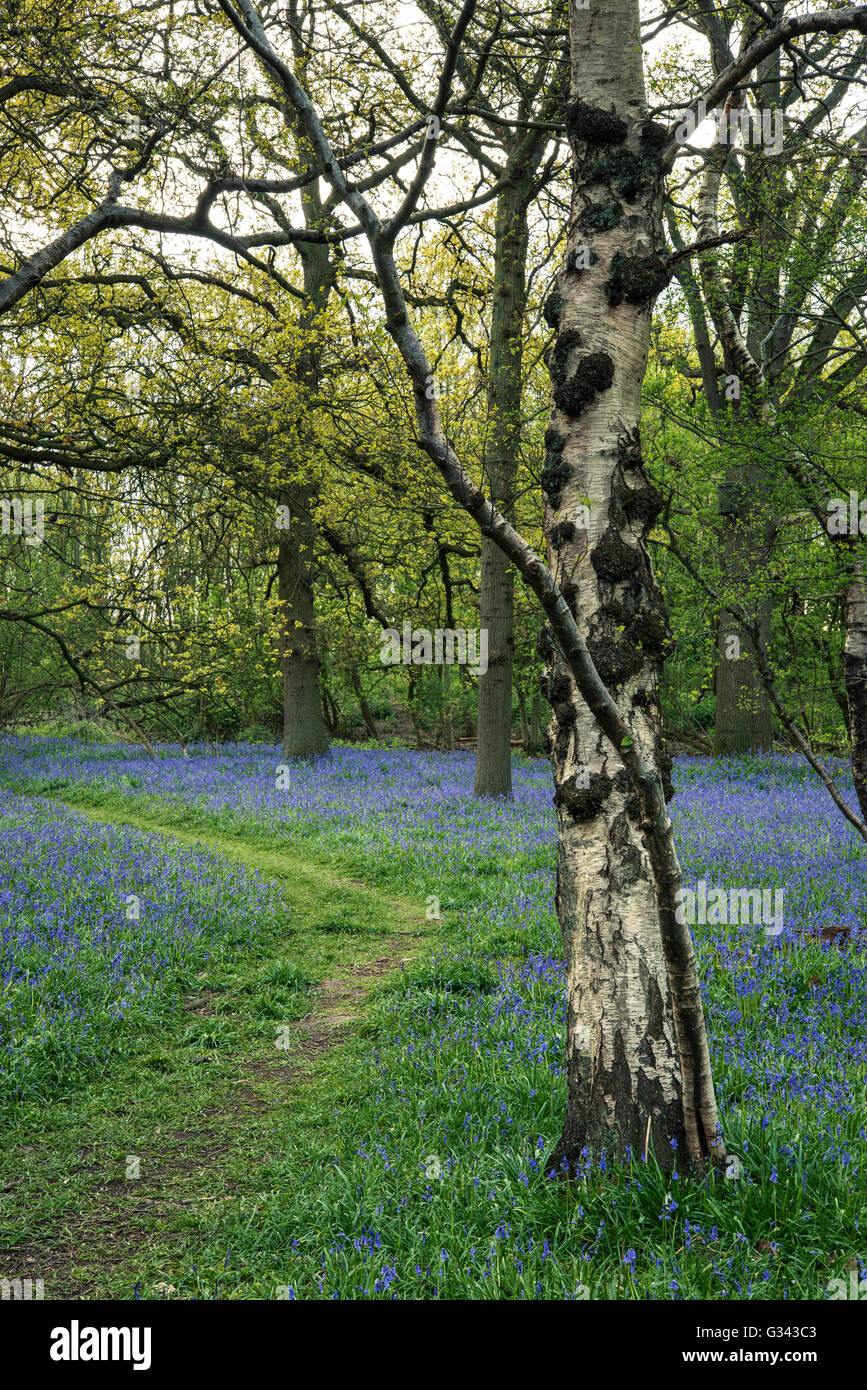 Beautiful landscape image of bluebell forest in Spring Stock Photo - Alamy