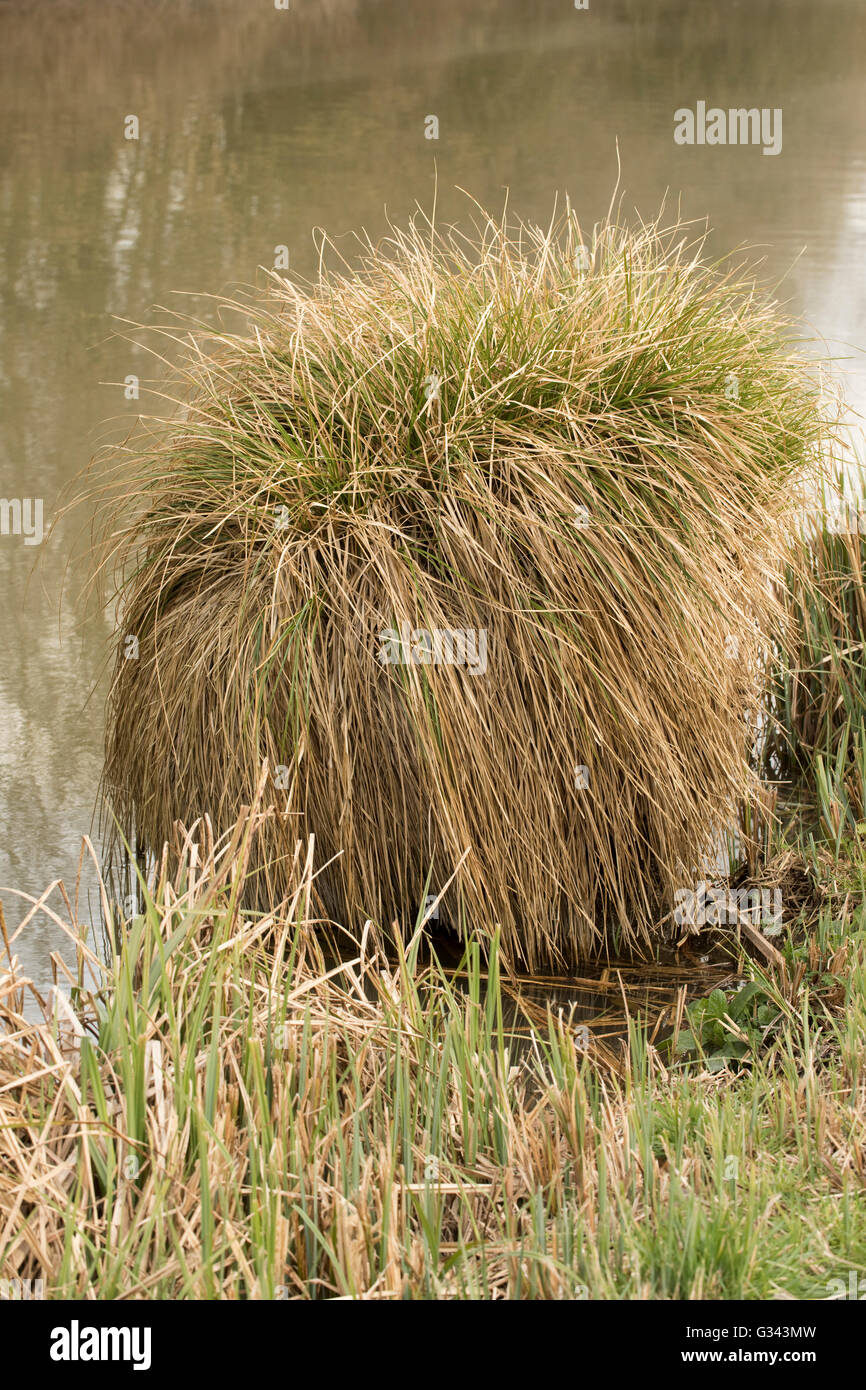 Overwintering tussocks of black sedge, Carex nigra, a perennial plant ...