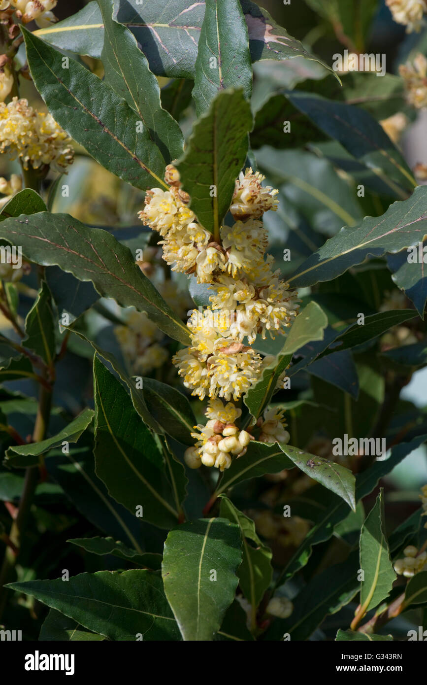 Laurus hi-res stock photography and images - Alamy