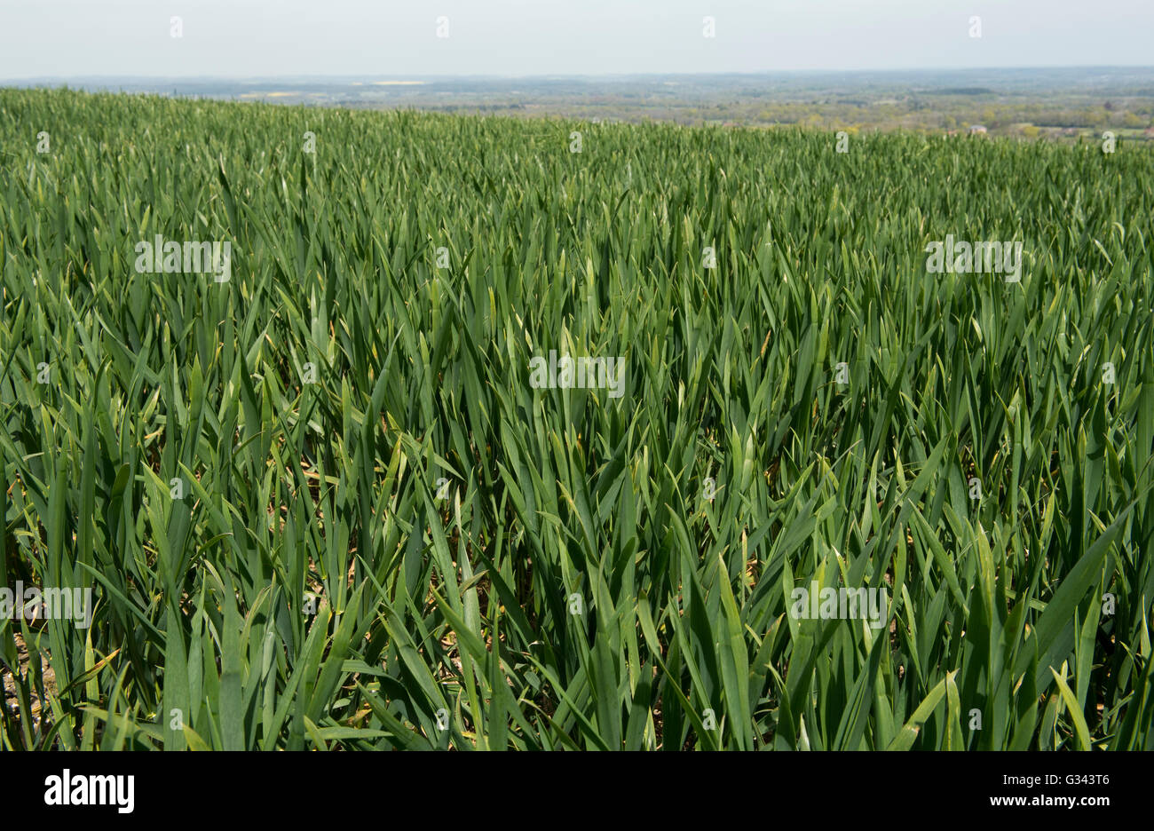 A winter wheat crop, Triticum aestivum, at Zadoks growth stage 32 ...