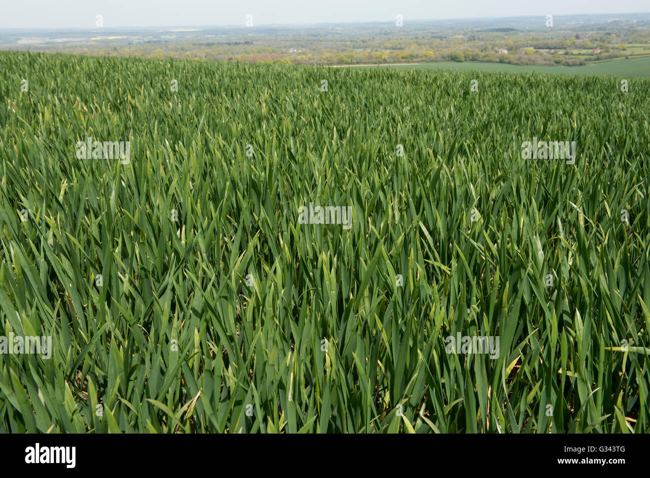A winter wheat crop, Triticum aestivum, at Zadoks growth stage 32 ...