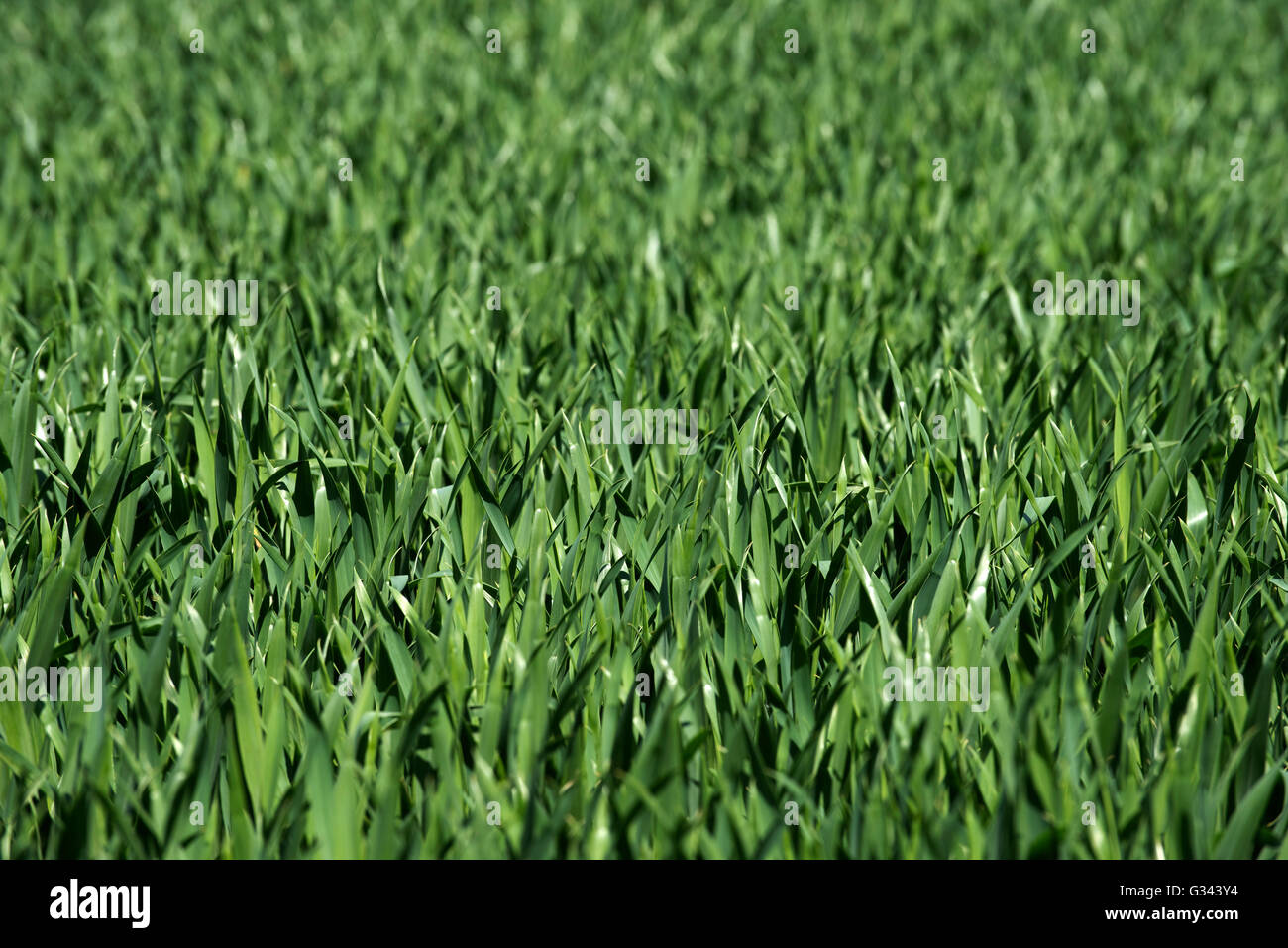 Narrow focus on winter wheat crop, Triticum aestivum, at Zadoks growth ...