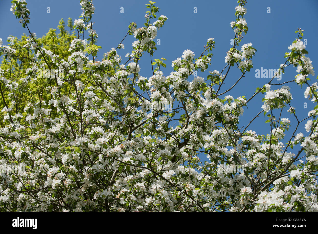 Profuse blossom on a wild crabapple, Malus sylvestris, tree in spring ...