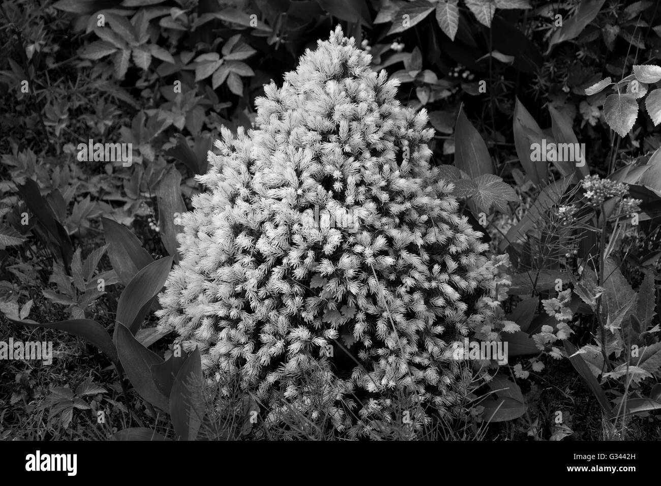 Small black and white Black and White Stock Photos & Images - Alamy