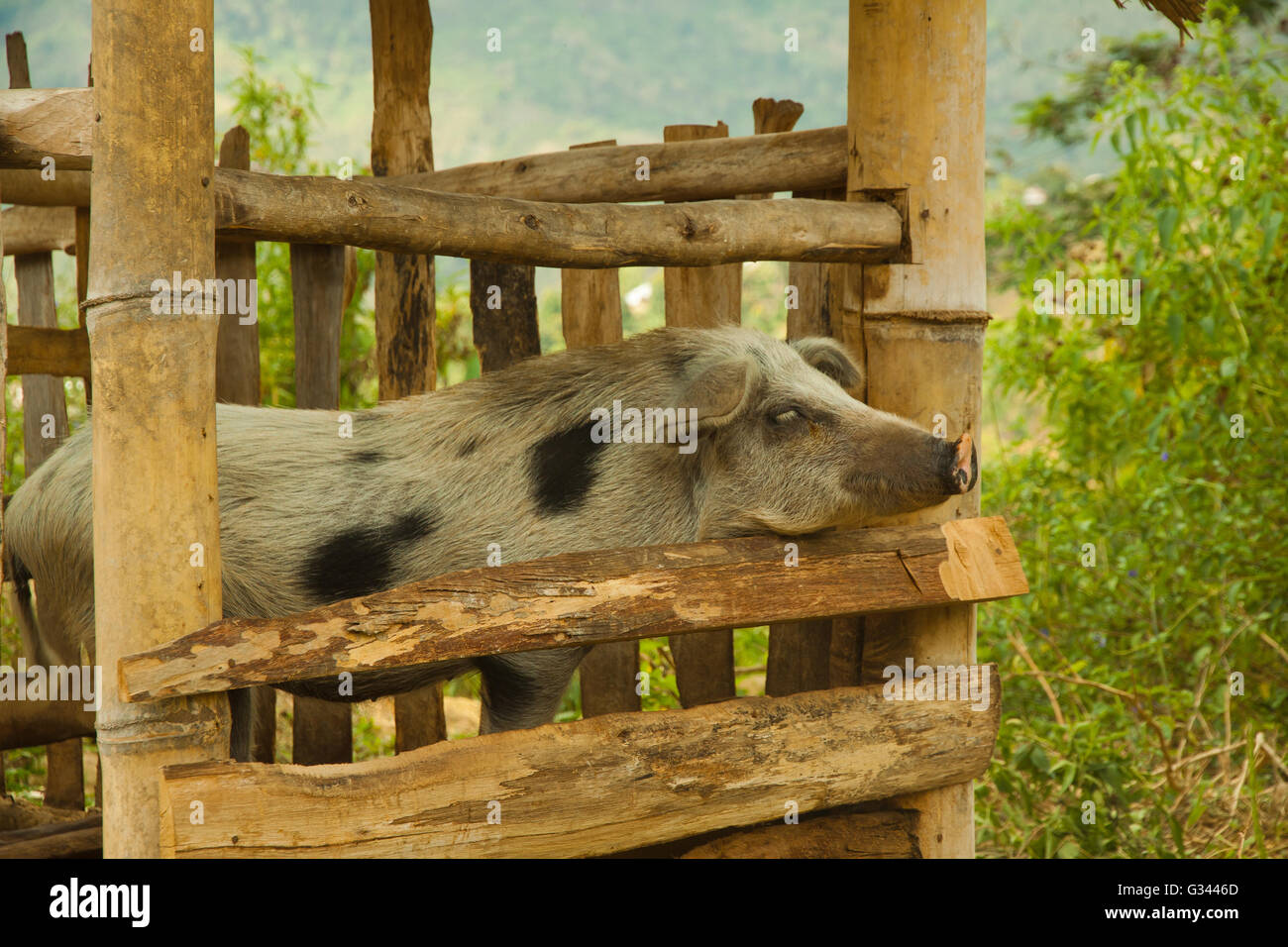 pig cattle breed in traditional local style farm with bamboo huts on ...