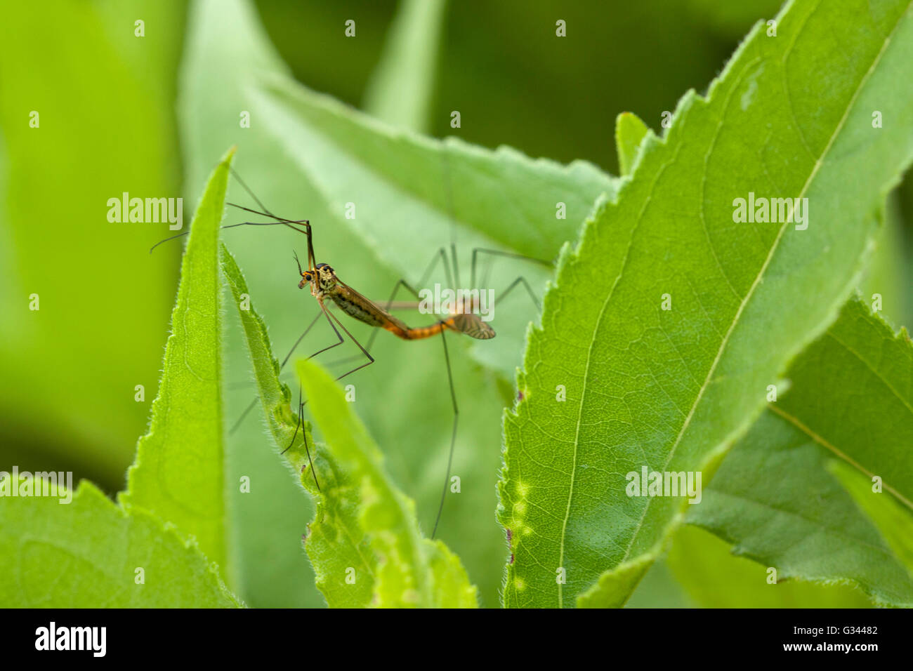 mating crane flies Stock Photo - Alamy