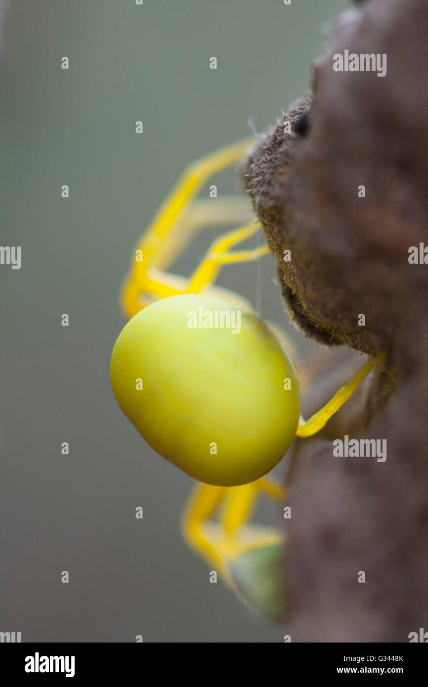 Yellow spider on decaying leaves Stock Photo - Alamy