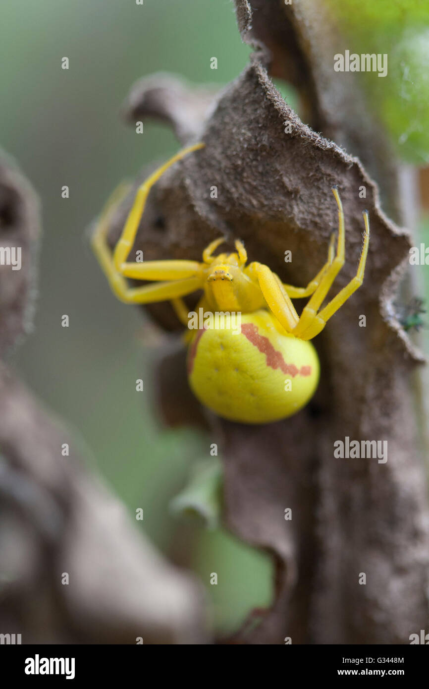 Yellow spider on decaying leaves Stock Photo - Alamy