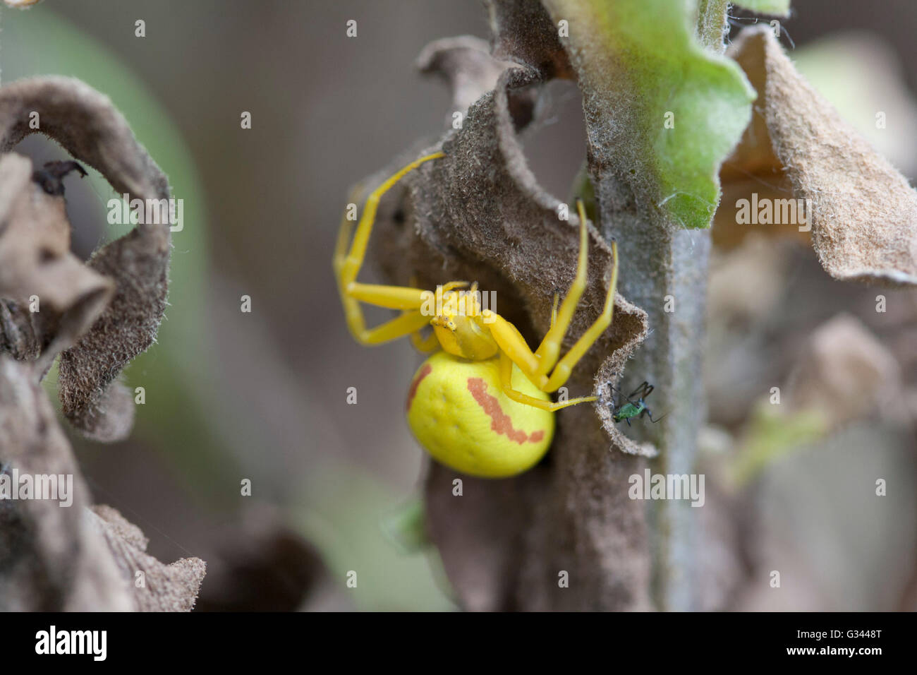 Yellow spider on decaying leaves Stock Photo - Alamy