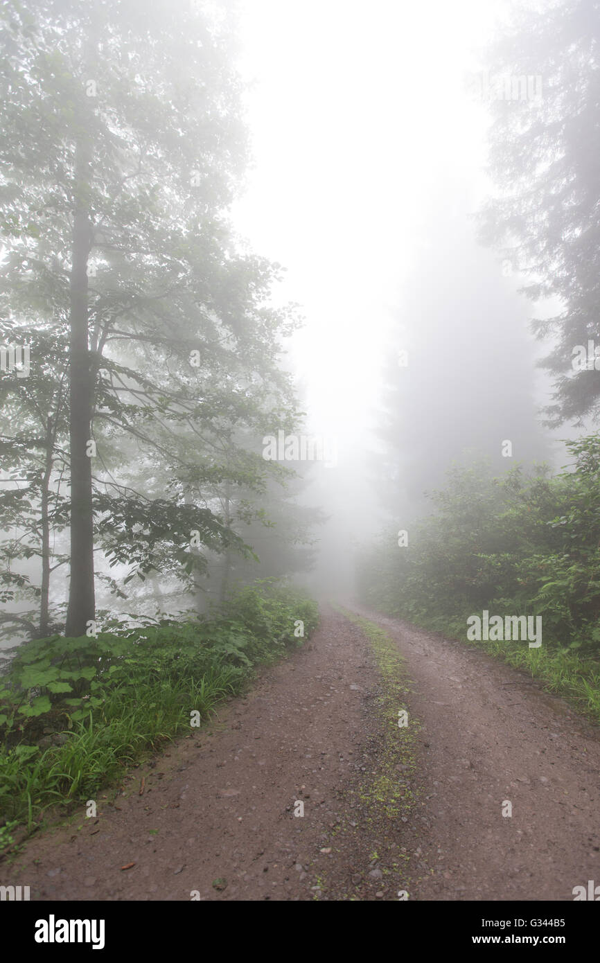 Foggy forest road Stock Photo - Alamy